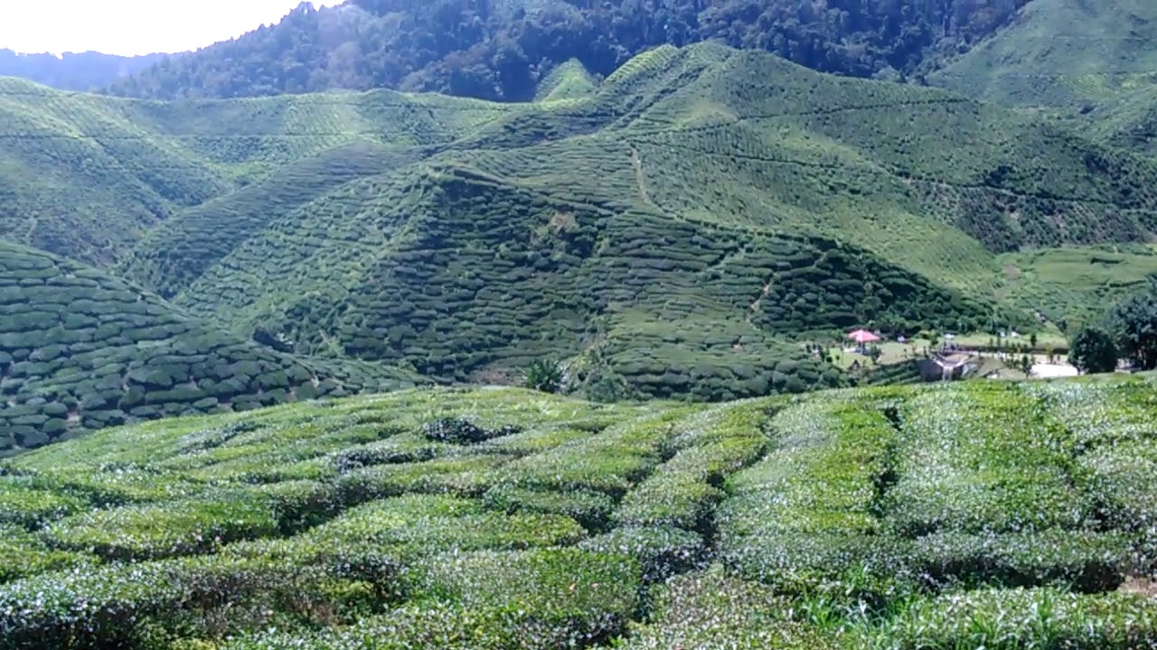 In the Ladang tea on Cameron Highland Malaysia - YouTube