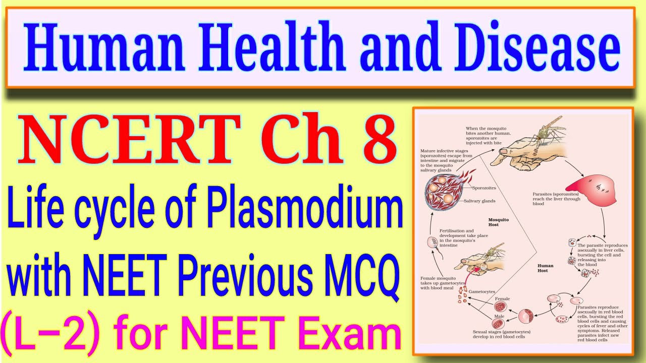 Human health and disease class 12 ncert life cycle of Plasmodium with ...