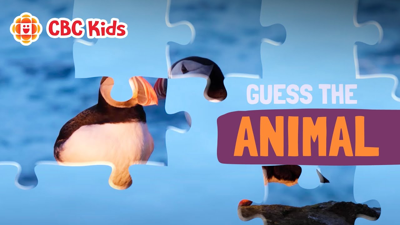 Guess The Canadian Animal That Can Swim and Fly! | CBC Kids - YouTube