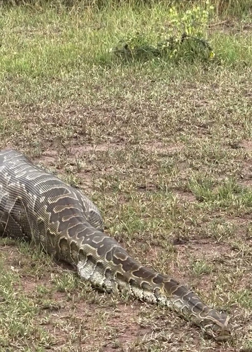 The Central African rock python after killing and swallowing an adult ...