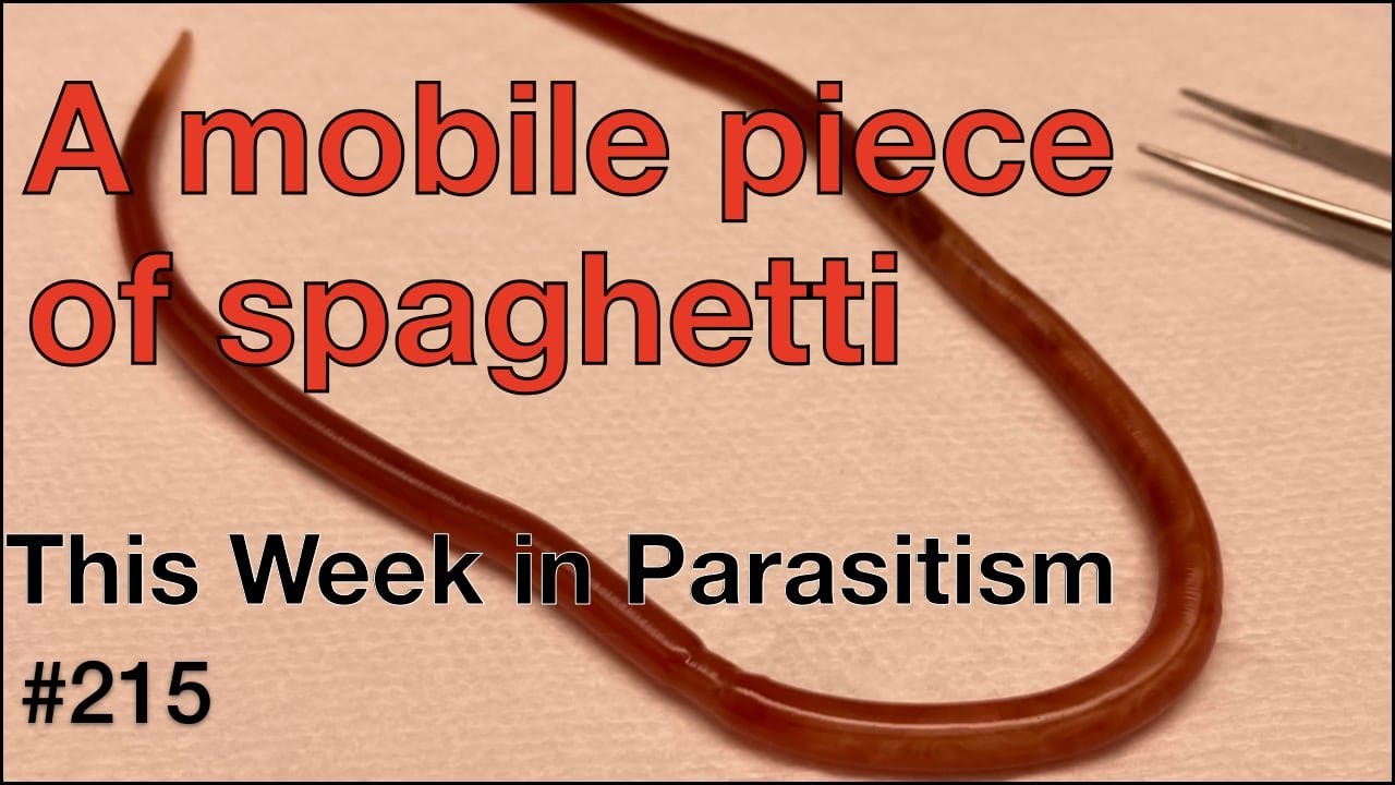 TWiP 215: A mobile piece of spaghetti - YouTube