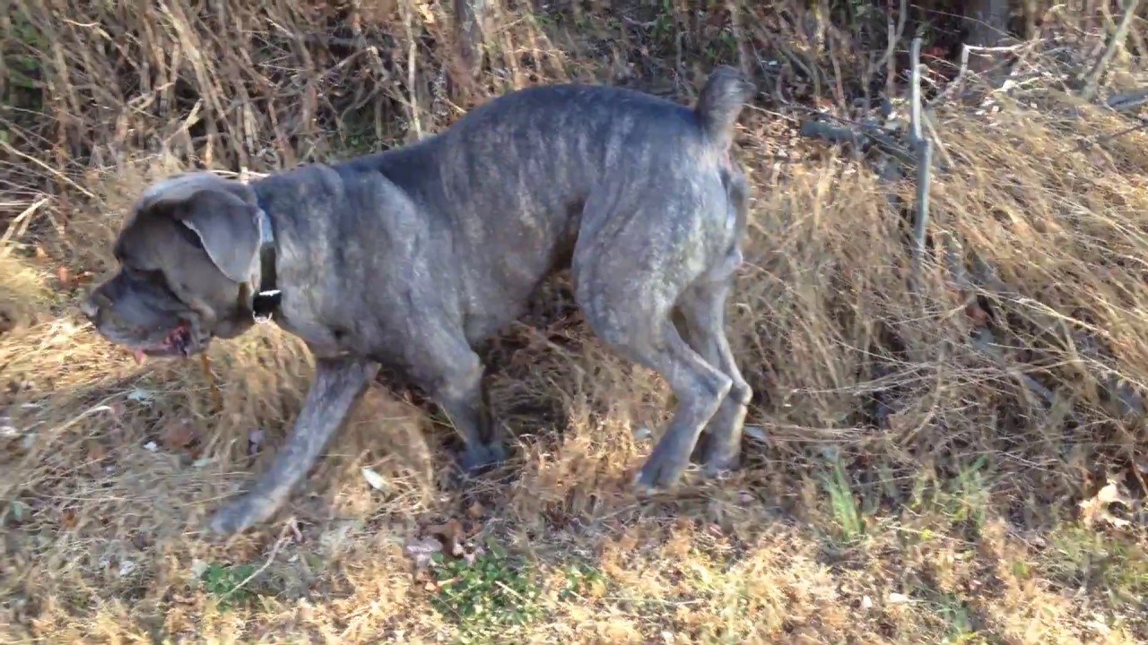 Cane Corso Bishop - YouTube