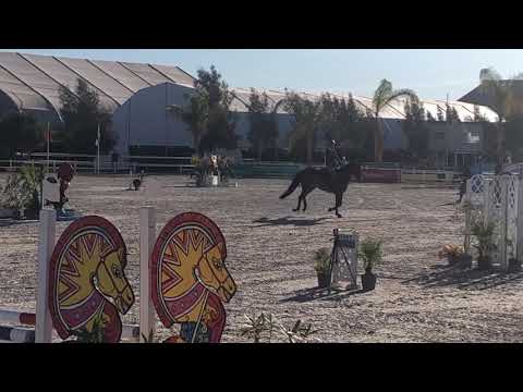 Kindependence (Zavall) 5yo mare