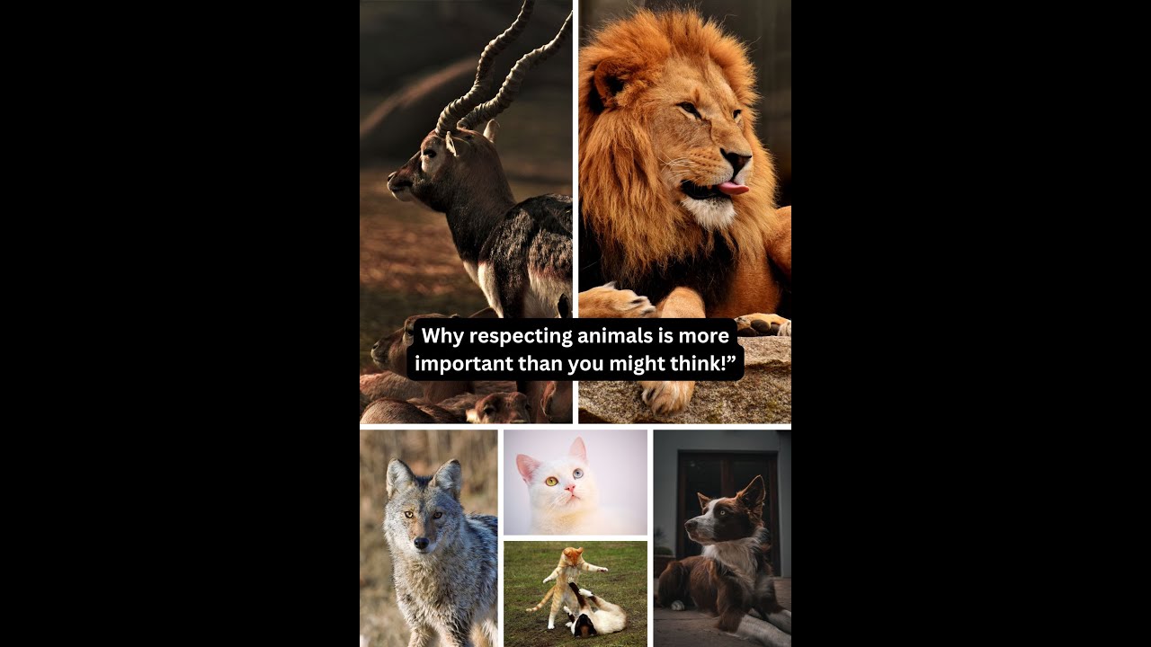 LOVE & RESPECT ANIMALS - YouTube