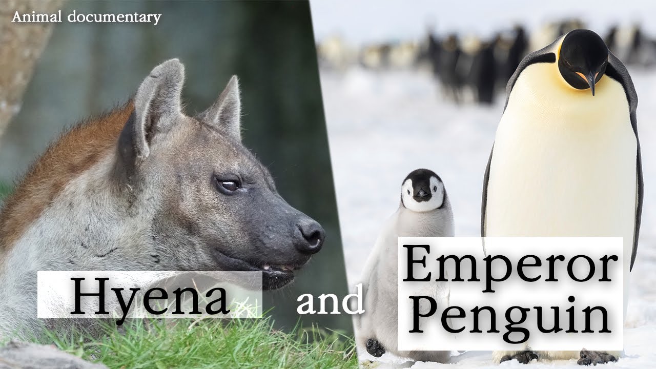 Hyena, Emperor Penguin [Animal Documentary] - YouTube