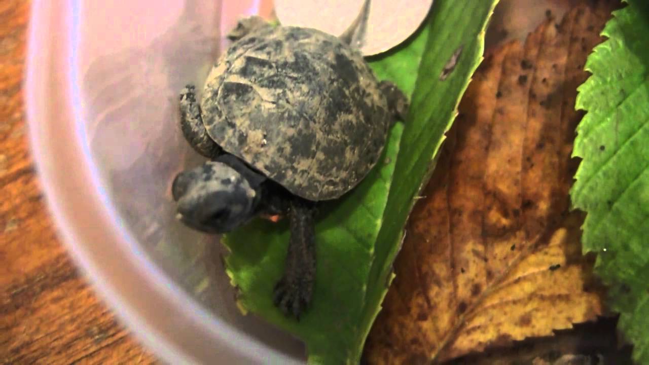Baby painted Turtles - YouTube