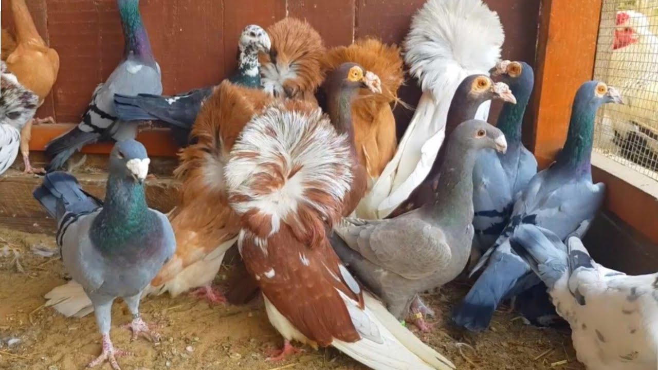 Top Quality Fancy Pigeon Collection | Most Aggressive Pigeons Breeds ...