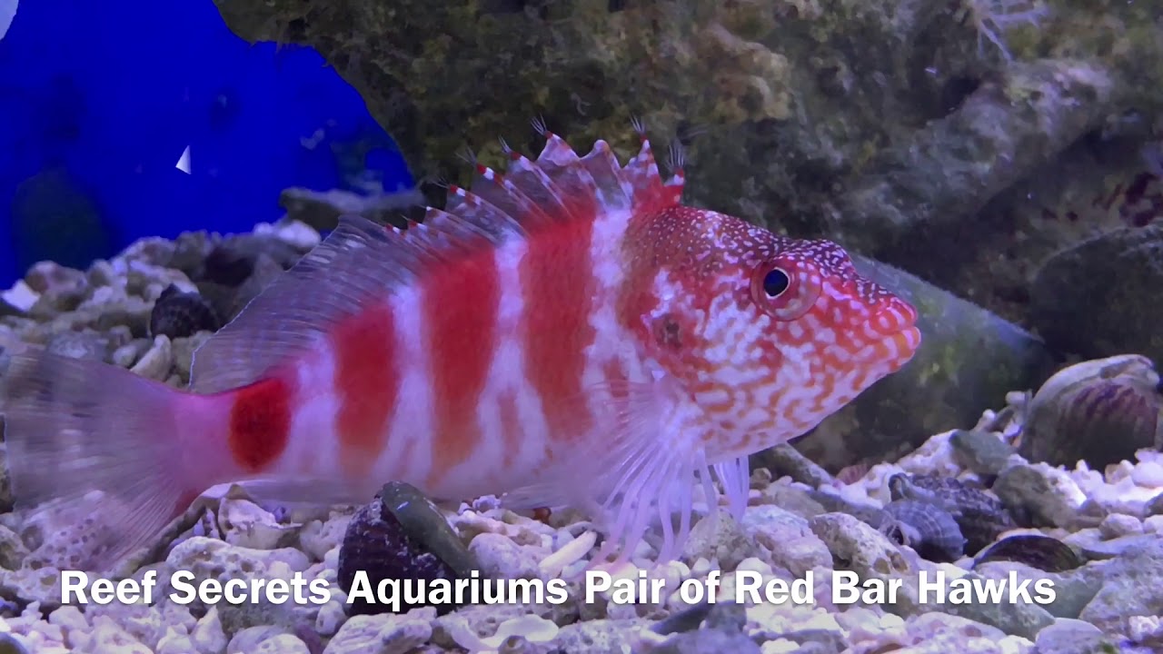 Red Bar Hawkfish - YouTube