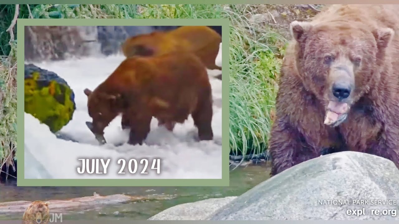 Injured 32 Chunk Eating Better ︎ 2024/2025 Comparison ︎ Katmai Bears ︎ ...