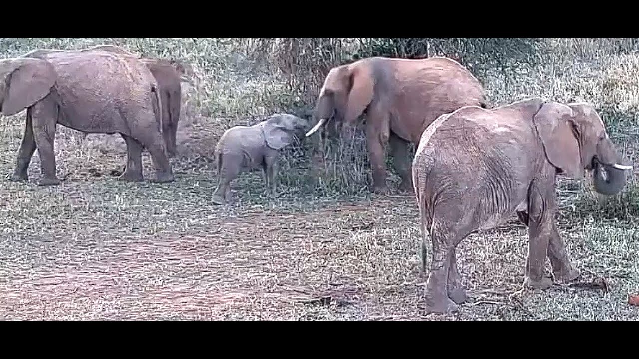 Tiny Terror: Unruly Elephant's Calf End Elder's Peace! - YouTube