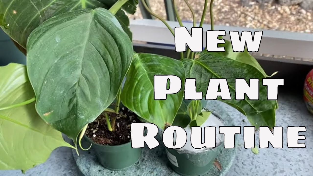 New House Plant Care Routine Repot Root Rot Pest Philodendron Anthurium ...
