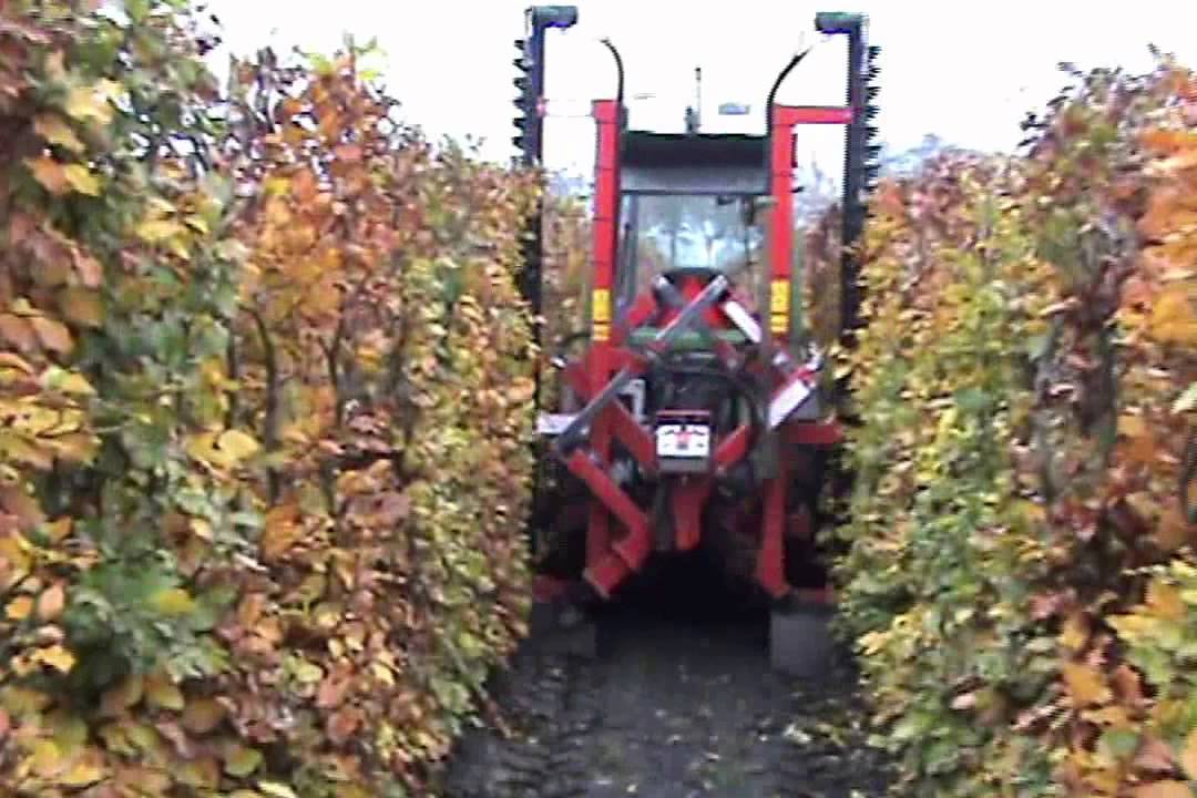 QuickHedge instant hedges - trimming & cutting roots - YouTube