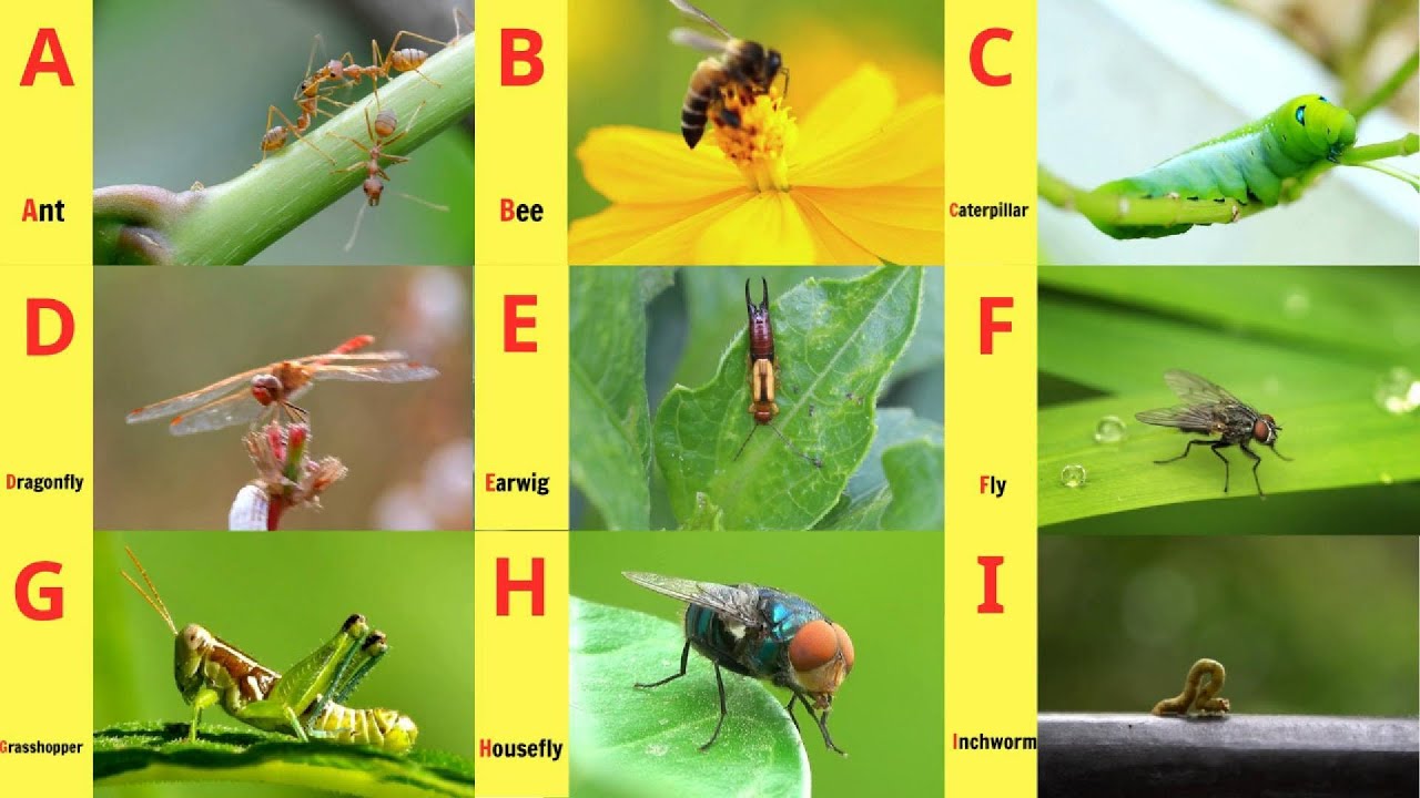 ABC Insects | Learn the Alphabet with Amazing Insects - YouTube