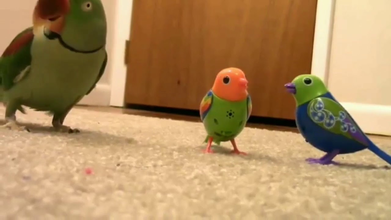 REAL BIRD'S REACTION OF DIG BIRDS - YouTube