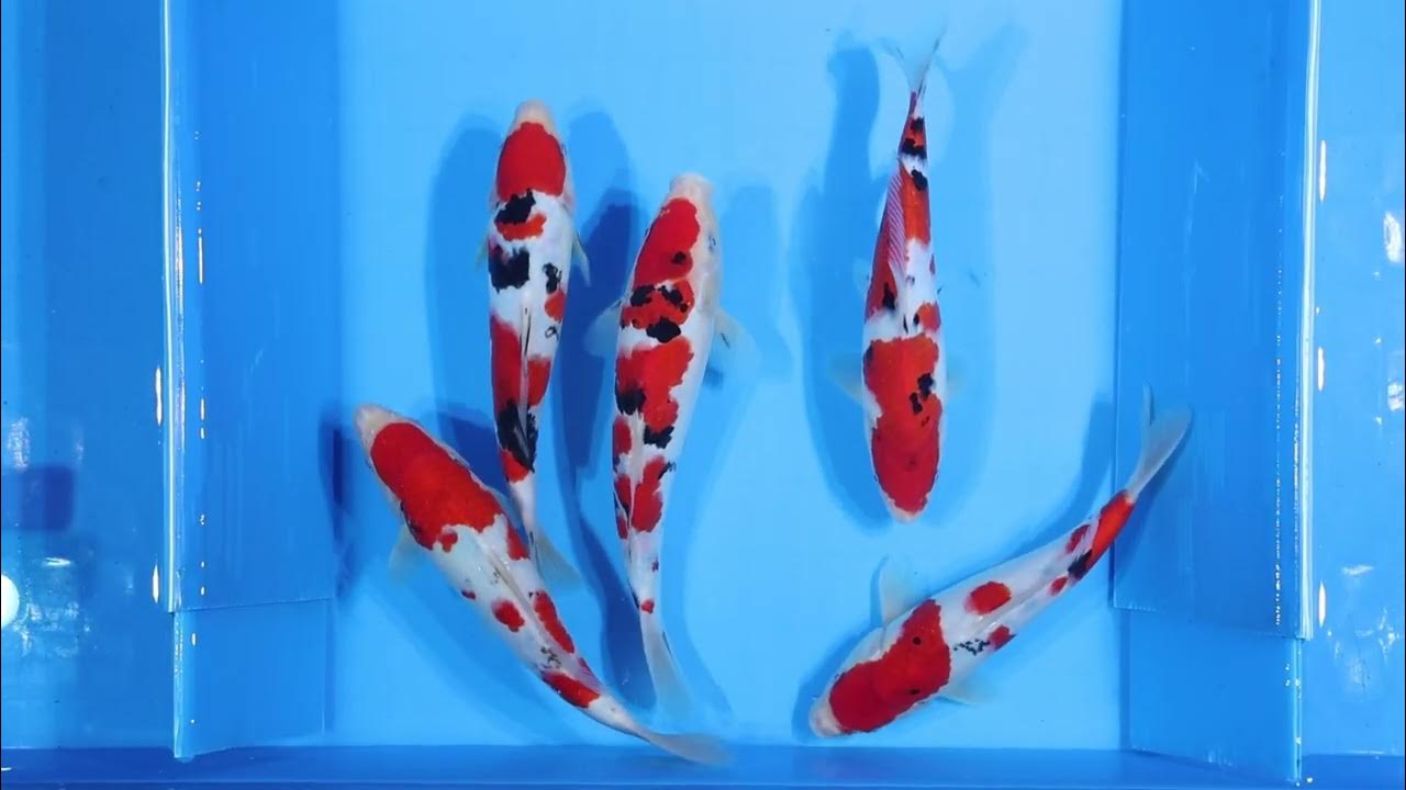 145_Sanke_Tosai_27-29cm_5p - YouTube