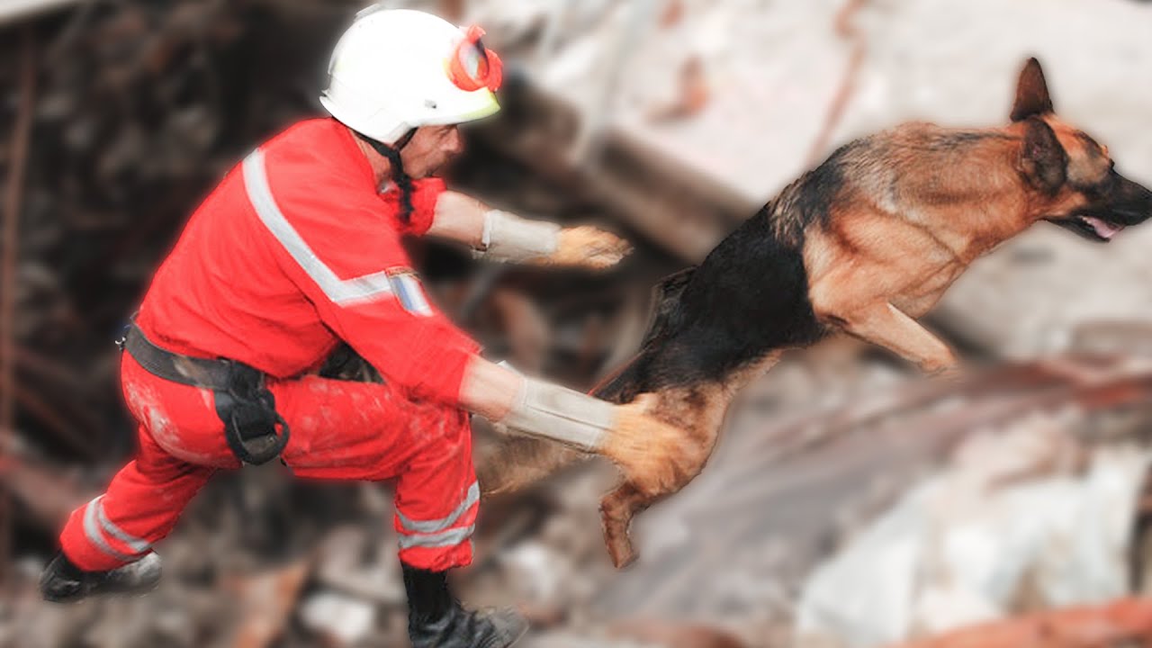Heroic Animals That saved Human Lives Caught On Camera - YouTube