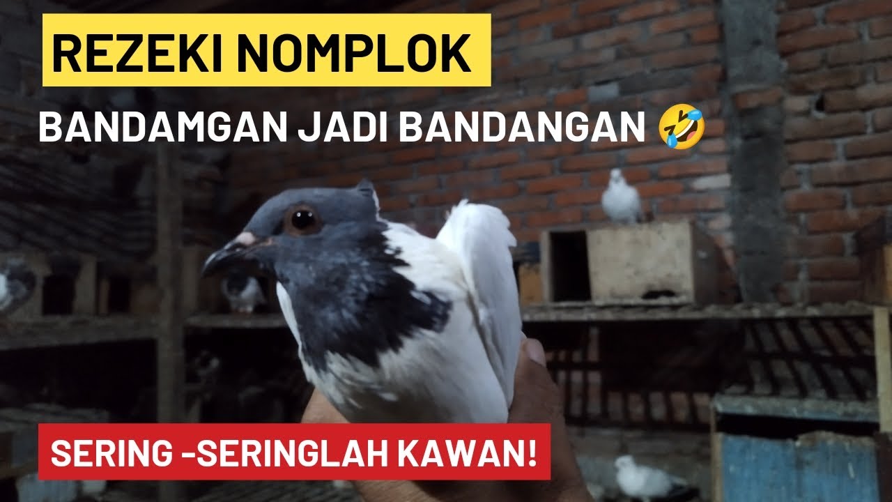 Bandangan jadi Bandangan Merpati Getakan Lombok - YouTube