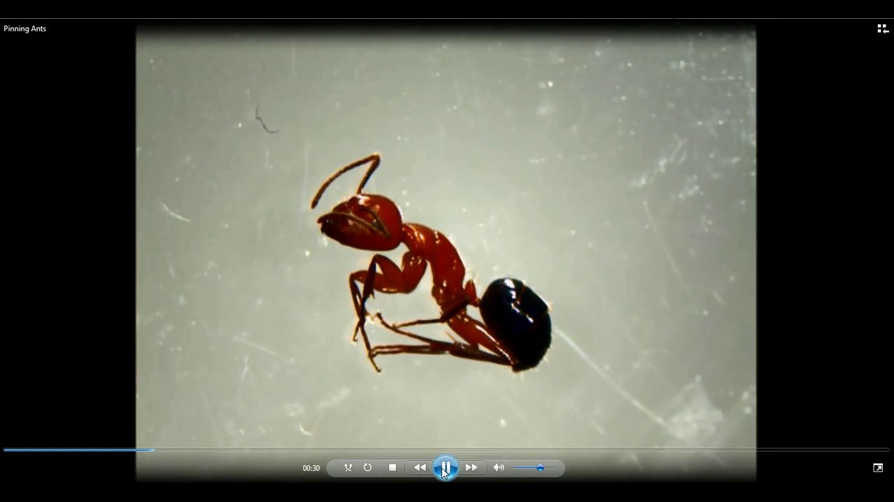 How to pin ants - YouTube