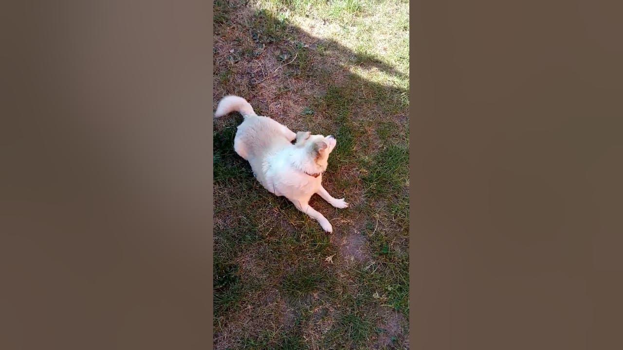 Радости нет предела 🐹 Youtube