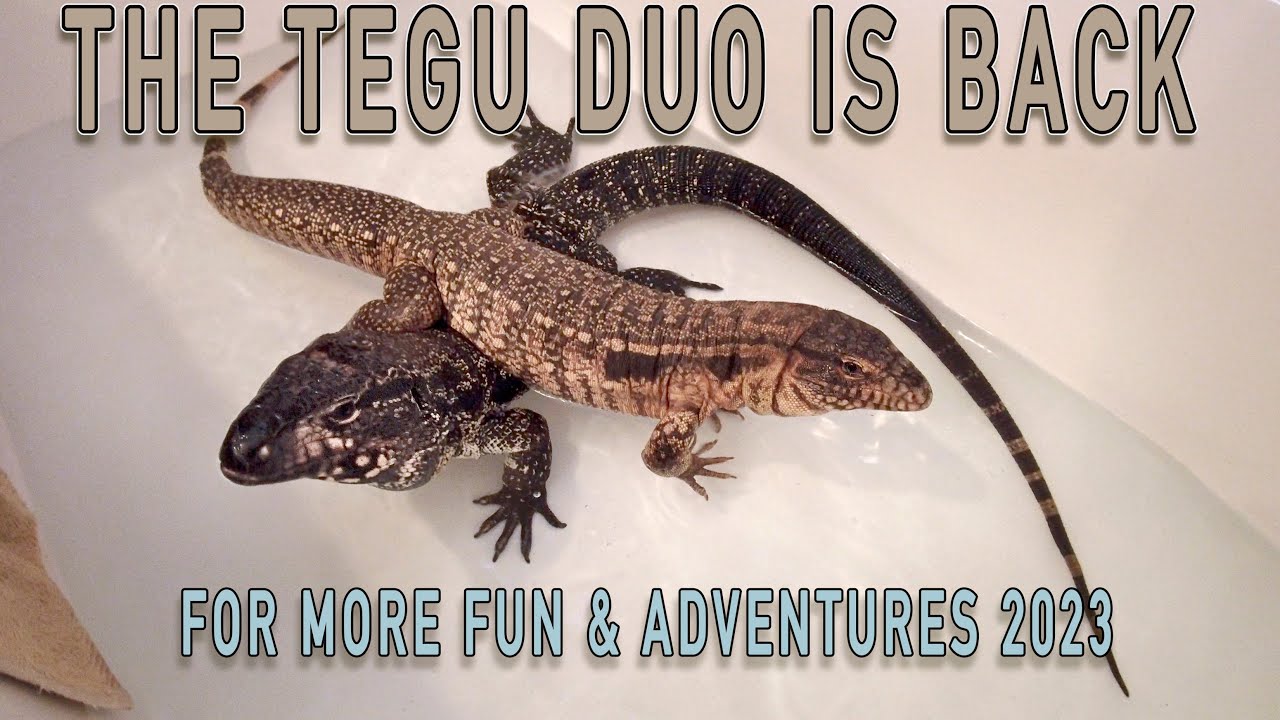 Hurray! It's Tegu lizard time again...Tegu fun and new adventures - YouTube
