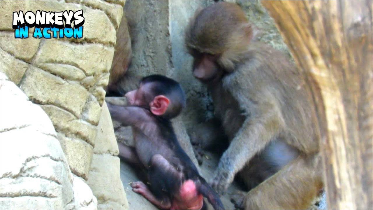 Baby Monkey Moving Around - YouTube
