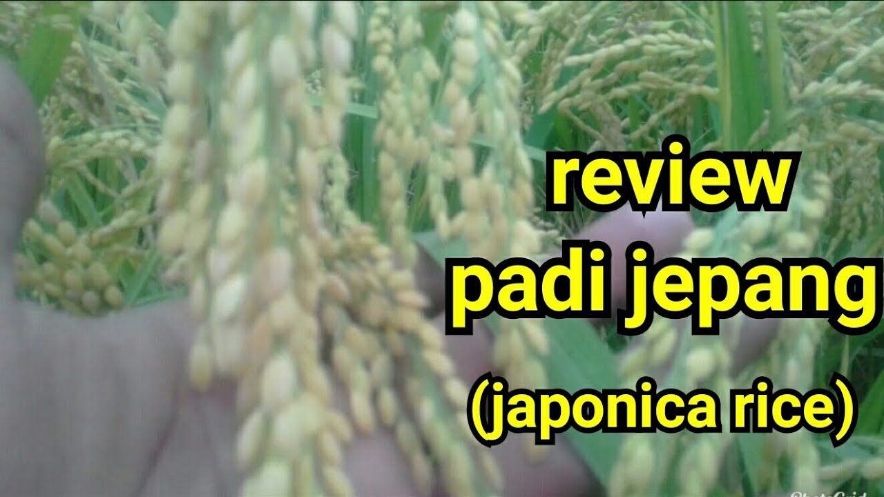 review : padi jepang/ japonica rice - YouTube