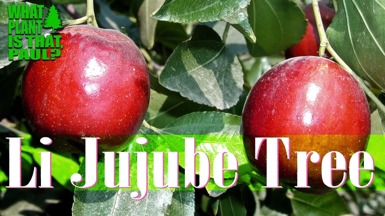 Li Jujube Tree - Fruits are reddish-brown, dry, and wrinkled when fully ...