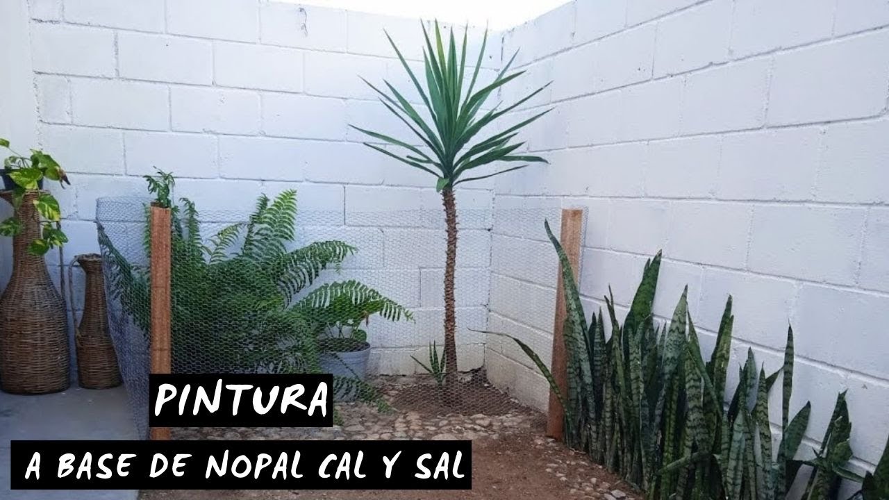 Pintura Ecológica de Nopal Cal y Sal - YouTube