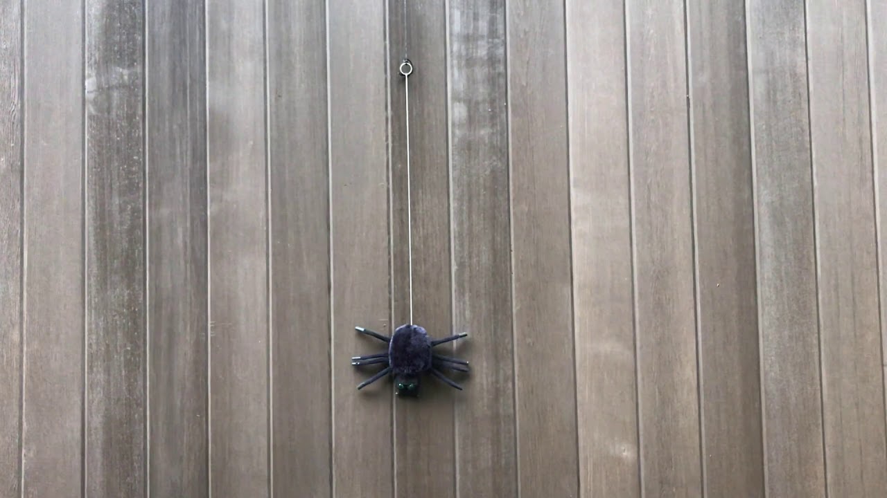 Birds-Away Attack Spider - YouTube