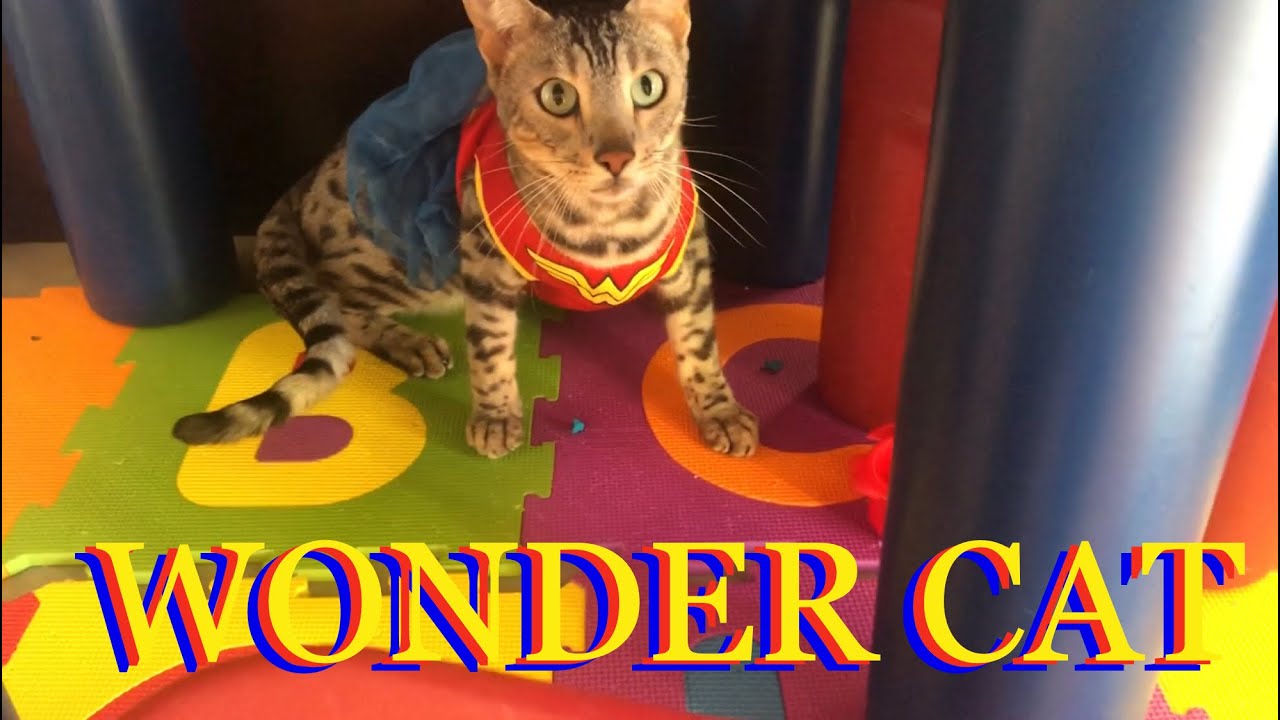 Wonder Cat - YouTube