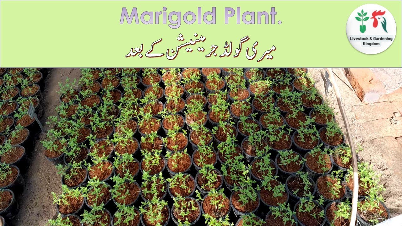 Marigold plant germination result, How to grow Marigold plant from ...