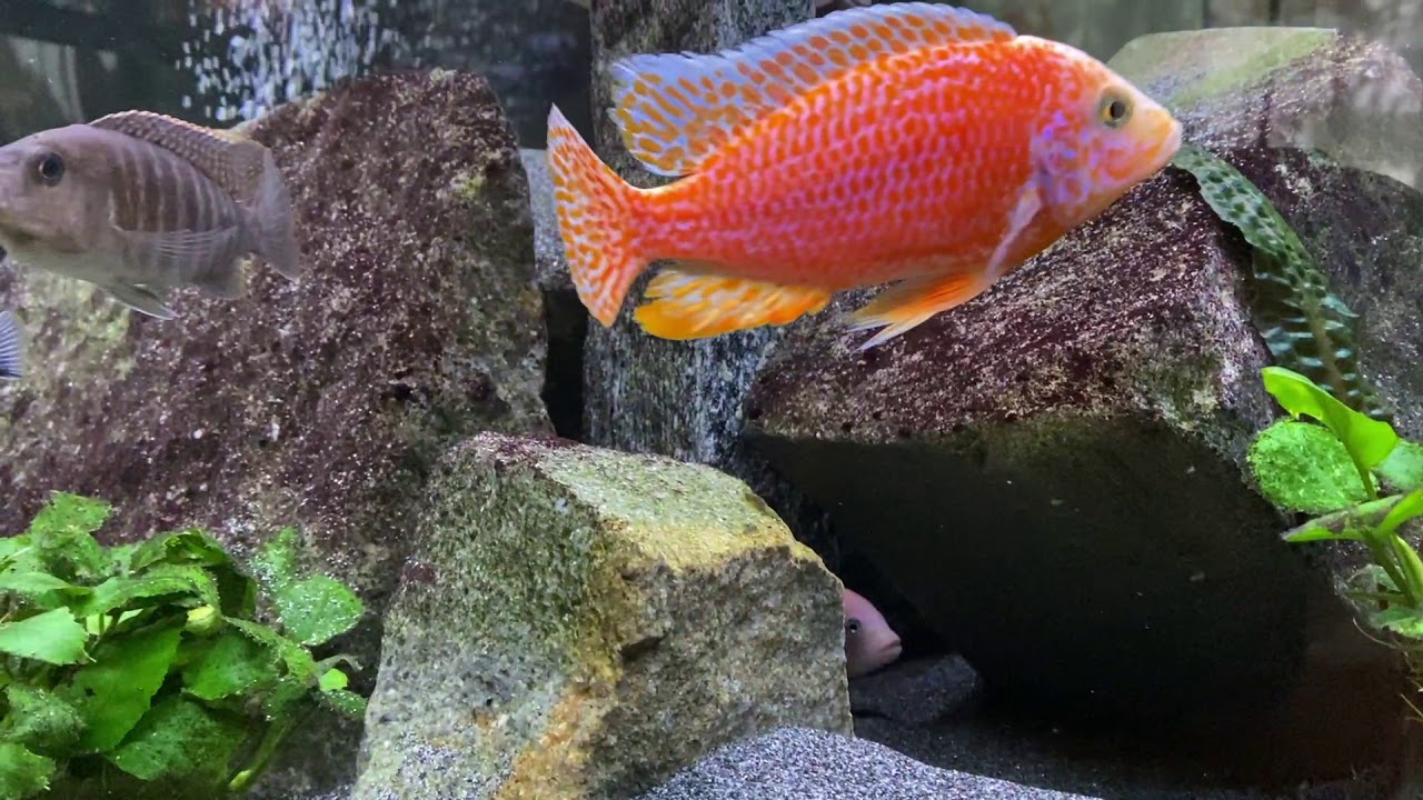 Malawi cichlid Aulonocara Firefish is falling in love :) - YouTube