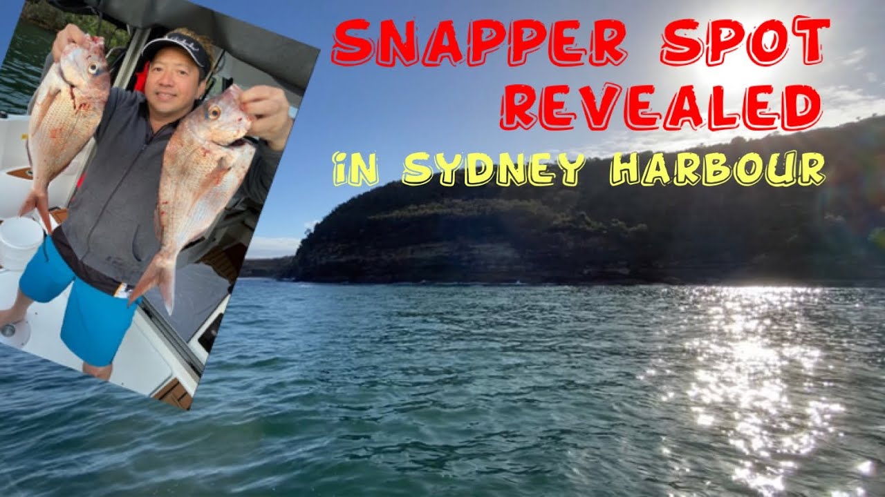 Snapper in Sydney Harbour. We tell you the spot. - YouTube