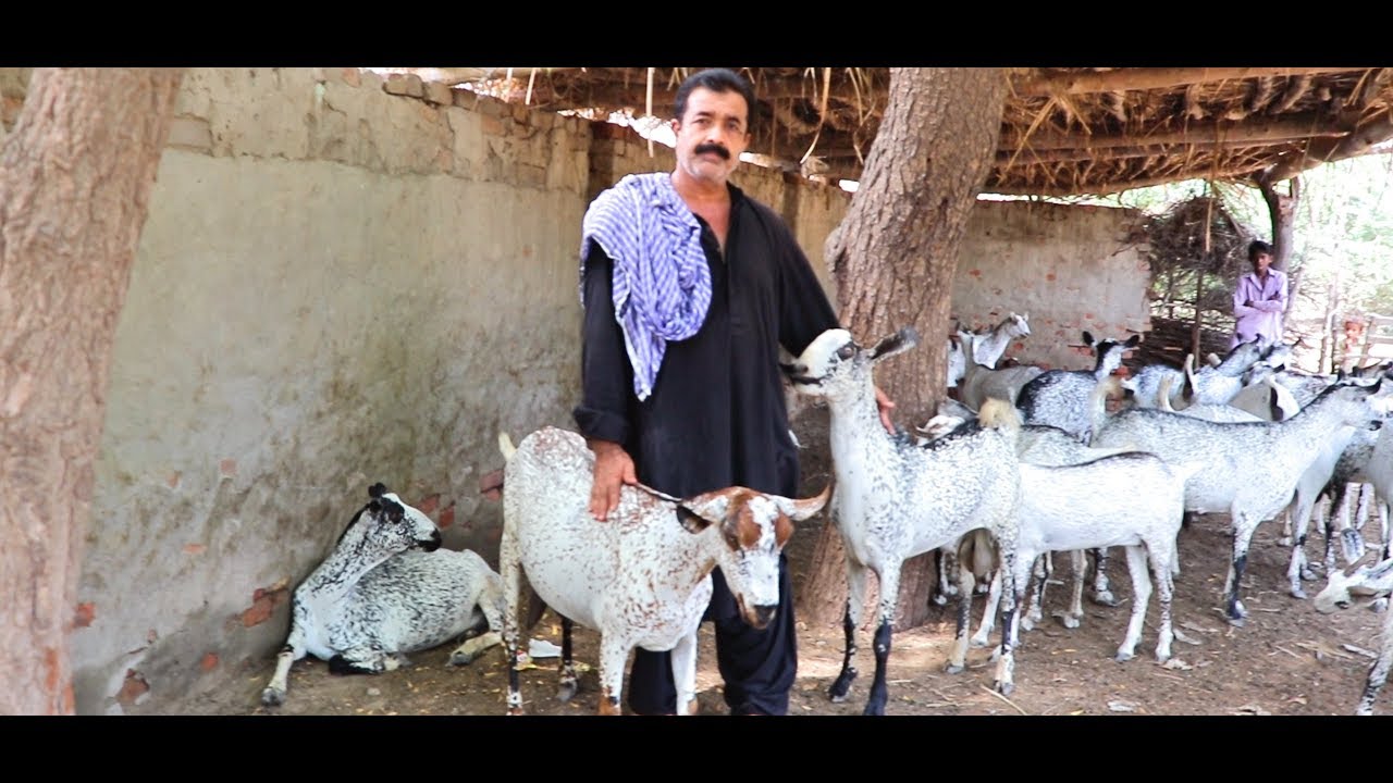 Pure Bari Goat Breed | Eye Catching Bari Goat Farm - YouTube