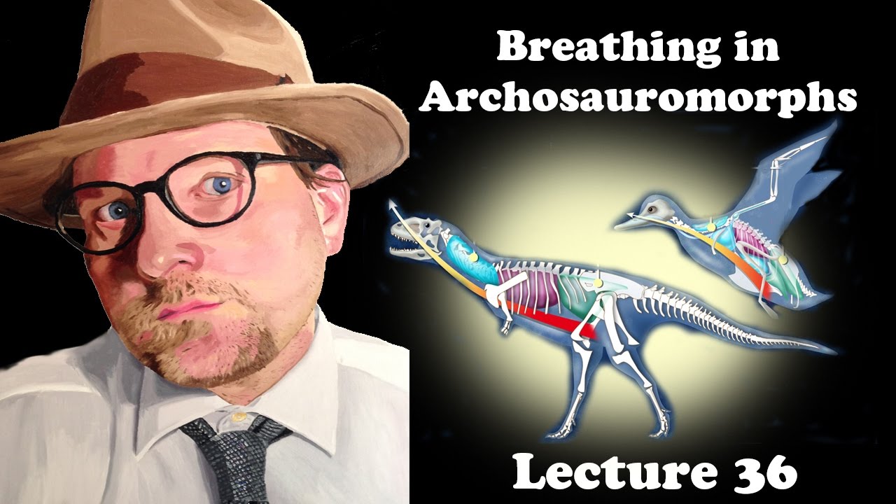 Lecture 36 Breathing in Archosauromorphs - YouTube