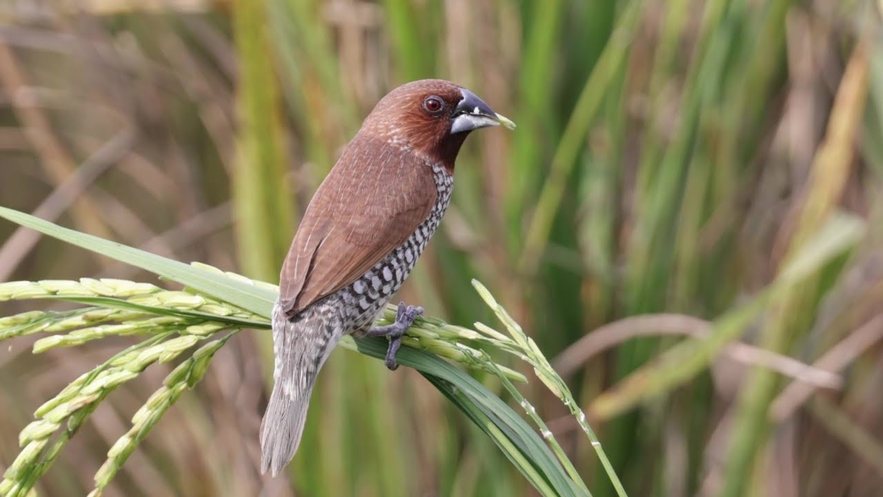 Scaly-breasted Munia Eating Rice Grains Up Close - YouTube