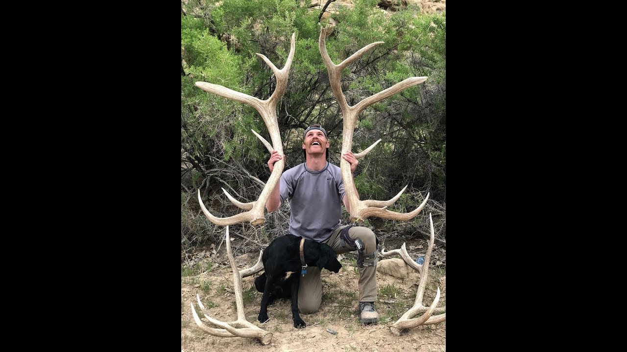 Giant 380 and 360 brown elk sets - YouTube
