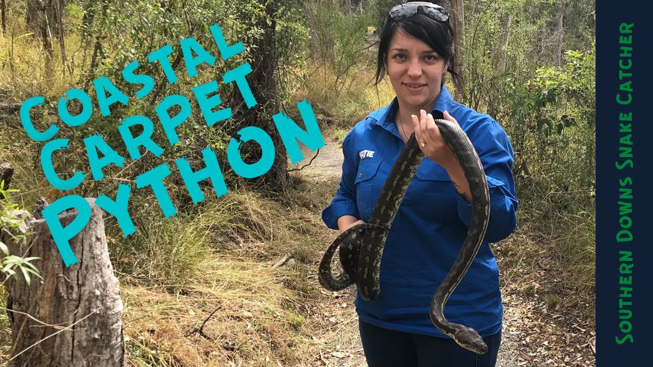 Coastal Carpet Python - Berat - YouTube