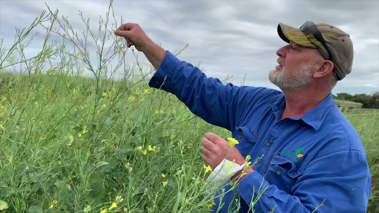 Oilseed Project Mackay Winter crop - YouTube