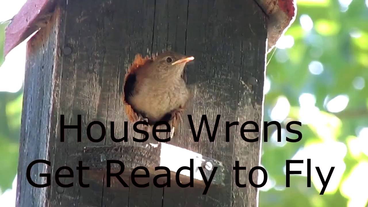 House Wrens Getting Ready to Fly - YouTube