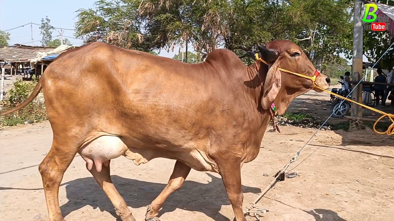 चुनाव आने से पहले चौसा मंडी में यह सब बिकाऊ गाय देखने को मिली | Cow for ...