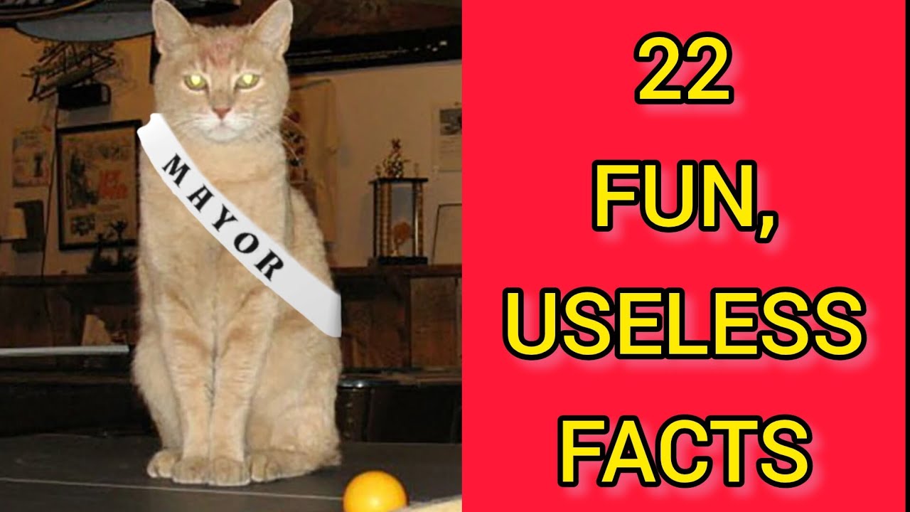 22 Fun Facts You Didn't Need To Know | MINDBLOWING Useless Facts - YouTube