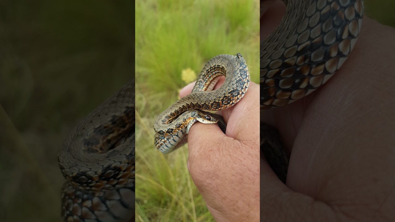 Spotted Skaapsteker (Psammophylax rhombeatus) biting down - YouTube