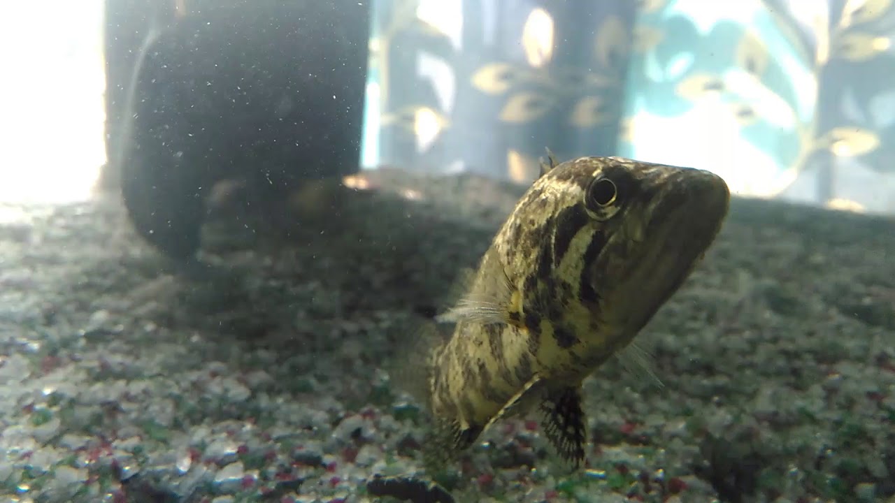 Freshwater Wolf Fish In Aquarium - YouTube