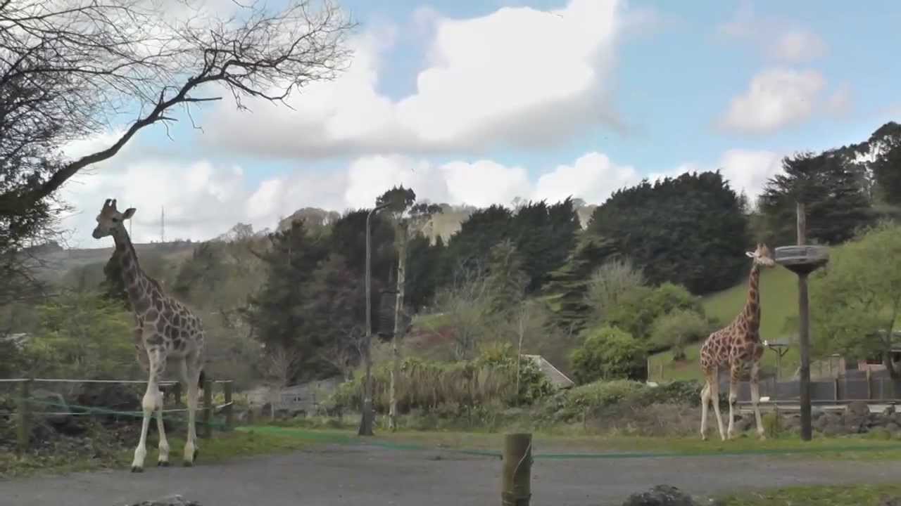 Rothschild's Giraffes, Paignton Zoo (18th April 2013) - YouTube