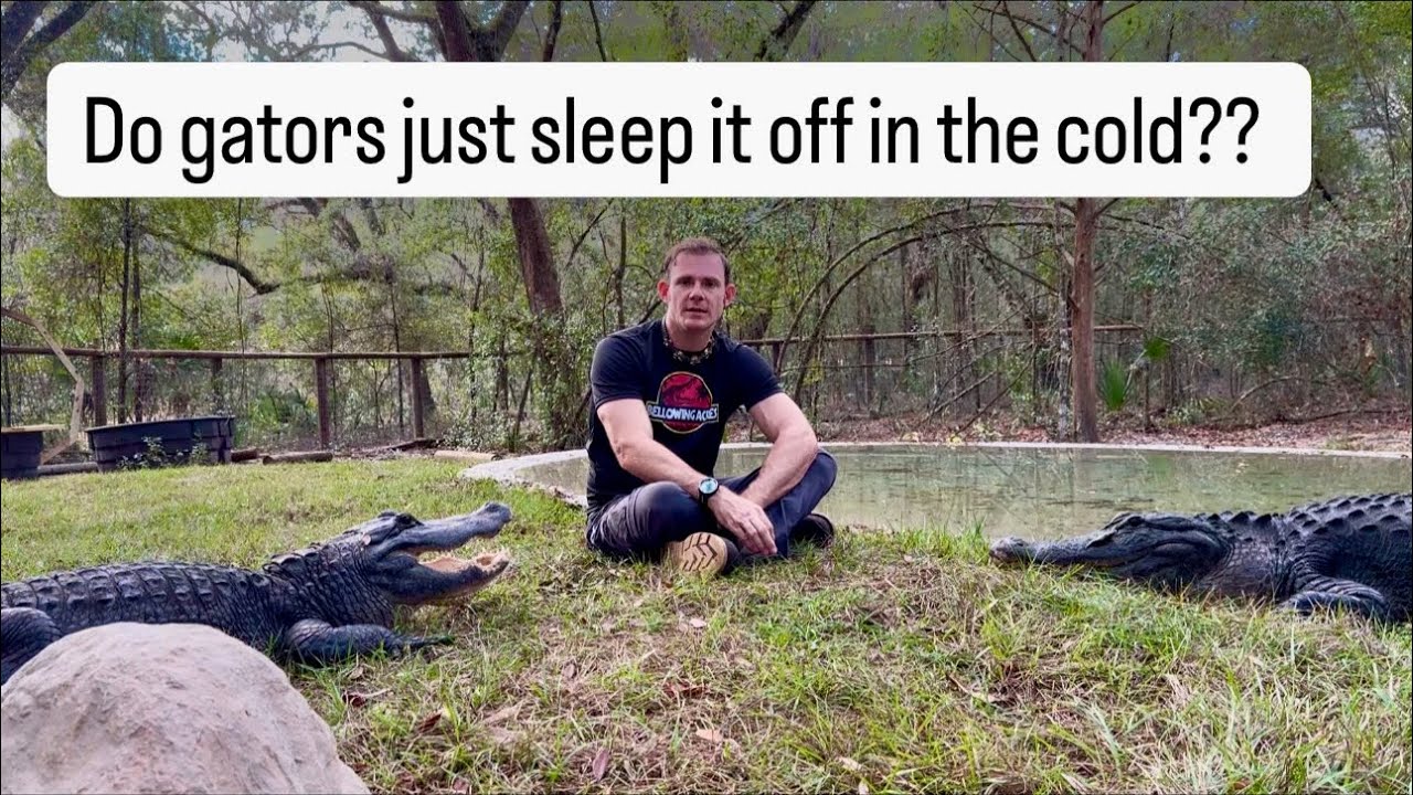 Do gators sleep through cold weather? - YouTube