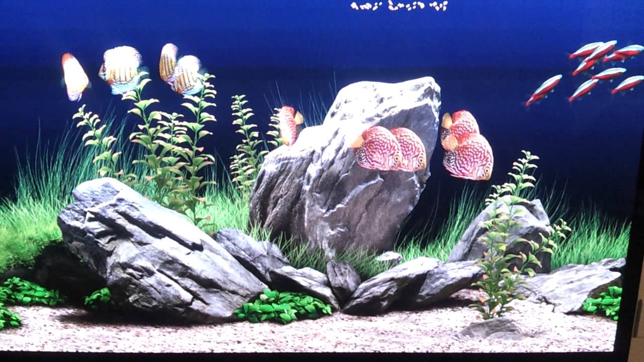 Dream Aquarium Discus - YouTube