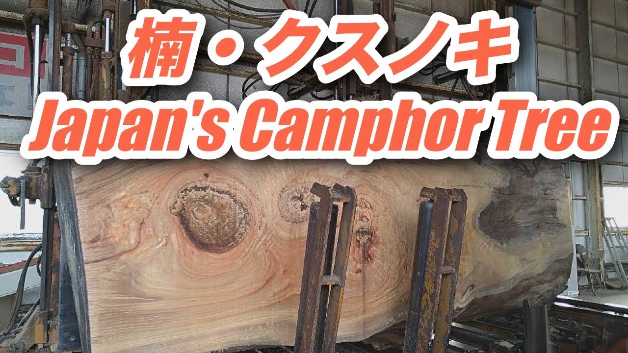 楠・kusu/Japan's Camphor Tree - YouTube