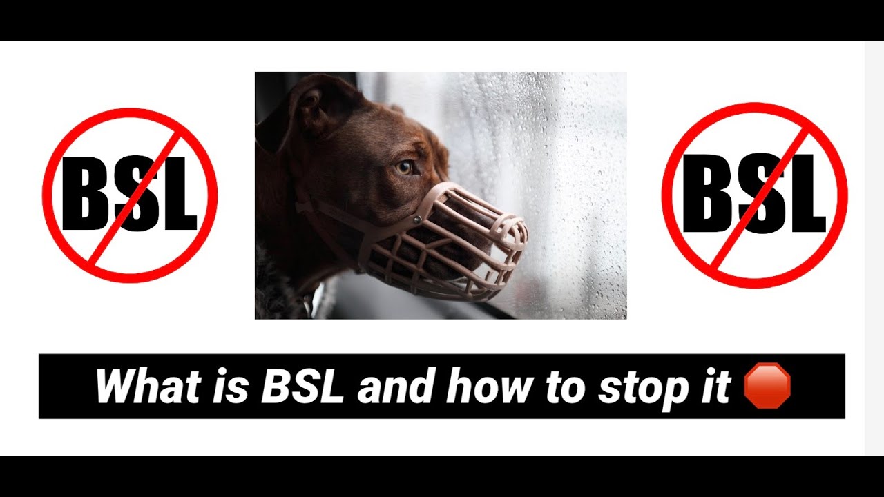 What is BSL (breed specific legislation) and how it really sucks! 😢 ...