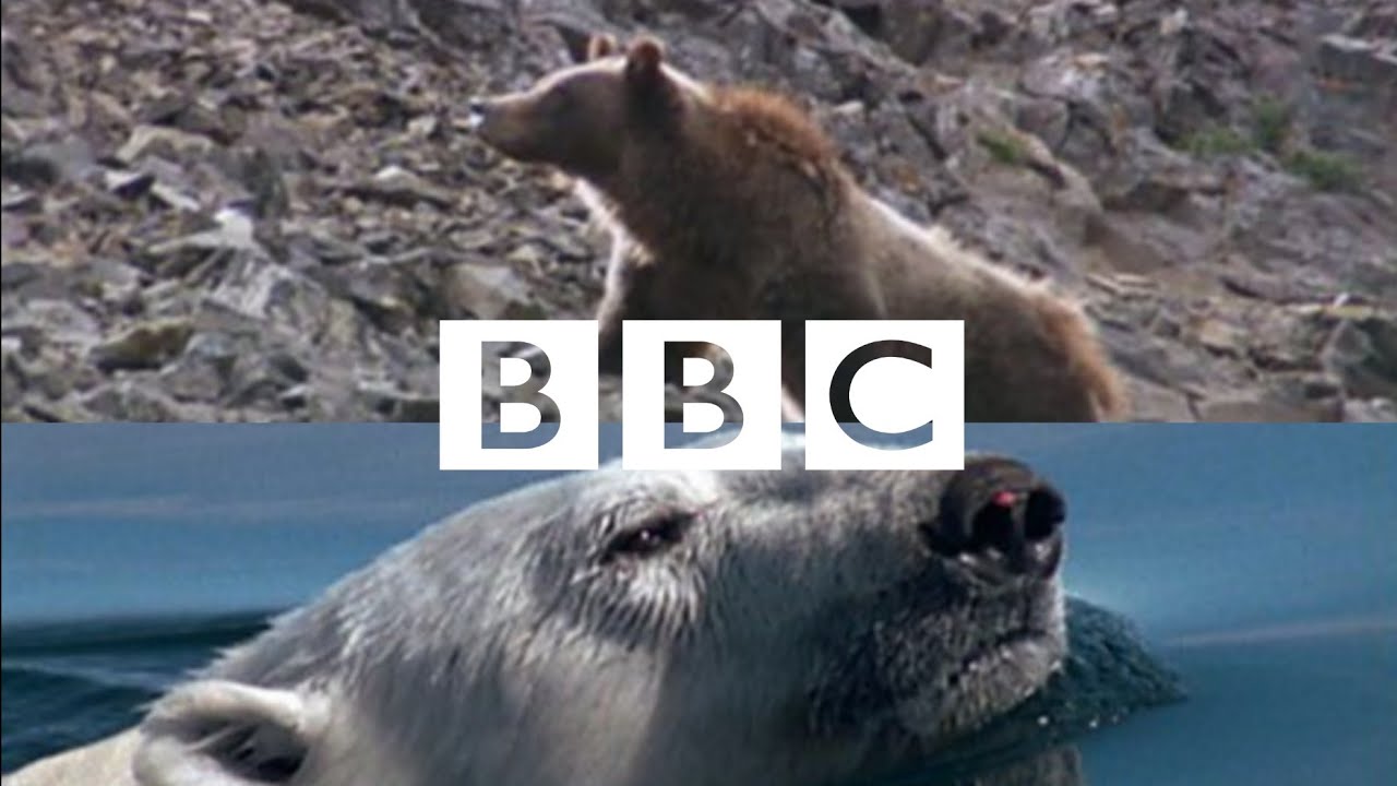 BBC Bear Collection - YouTube